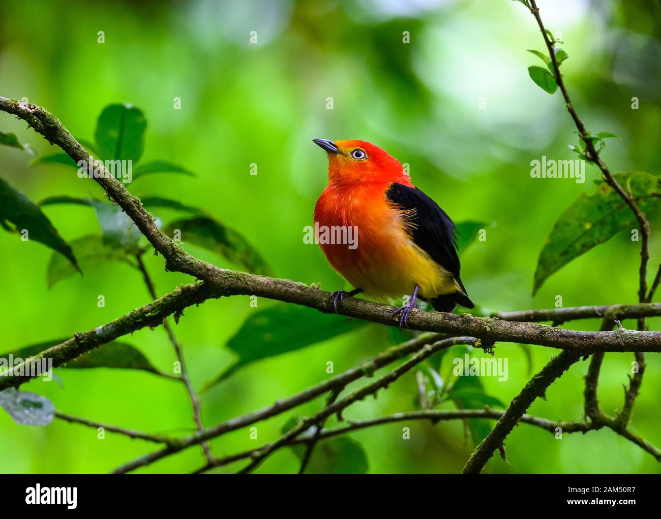 A colorful male Band-tailed Manakin (Pipra fasciicauda) in its native ...
