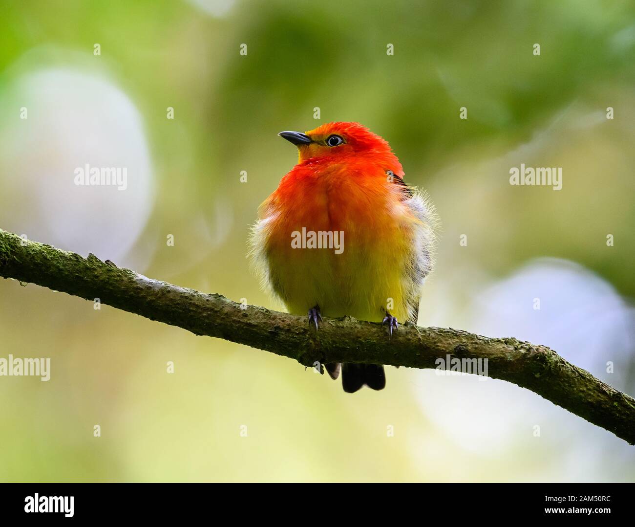A colorful male Band-tailed Manakin (Pipra fasciicauda) in its native ...