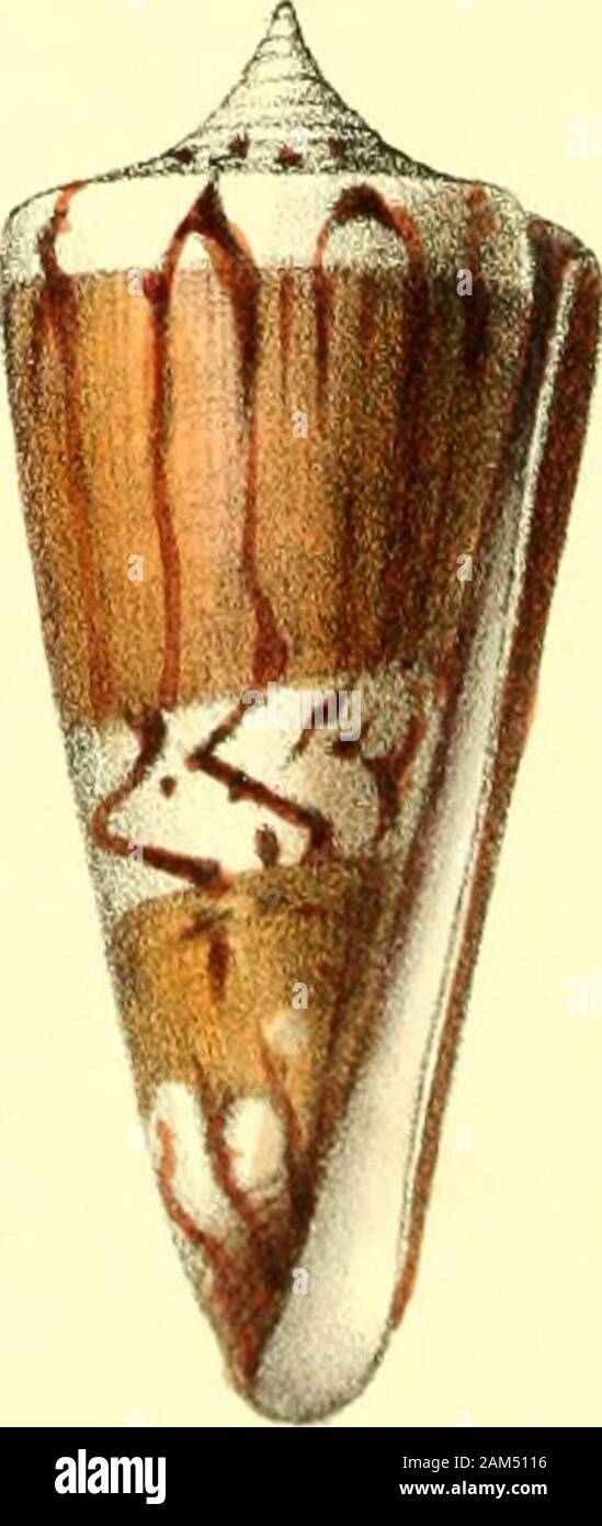 Rare generalis hi-res stock photography and images - Alamy