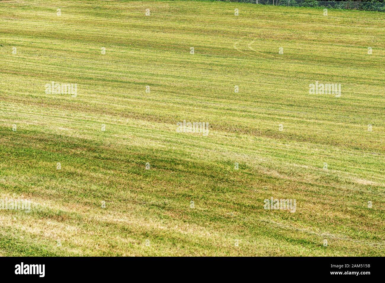 Close-up of a mowed field for the haymaking, agriculture in Trentino ...