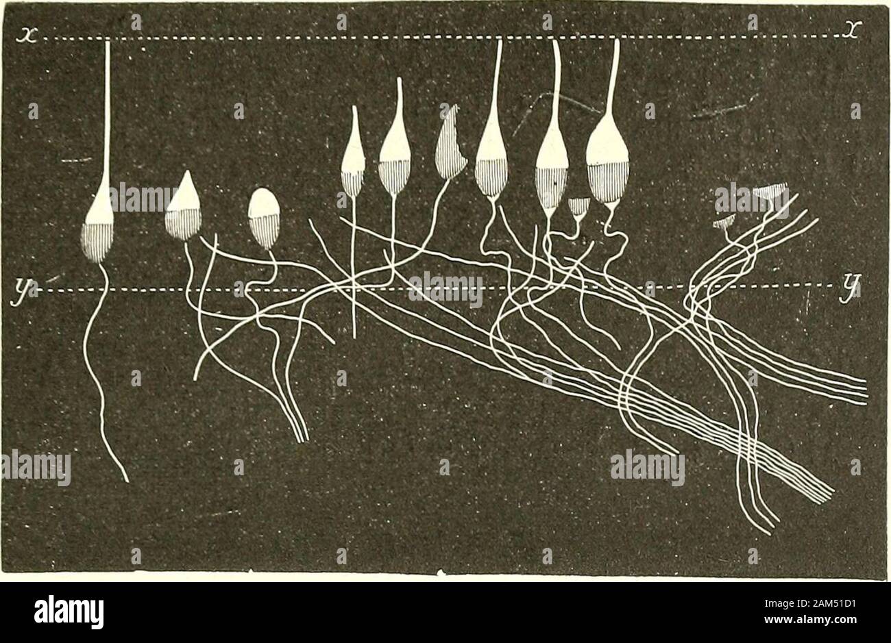 Cellule humaine hi-res stock photography and images - Alamy