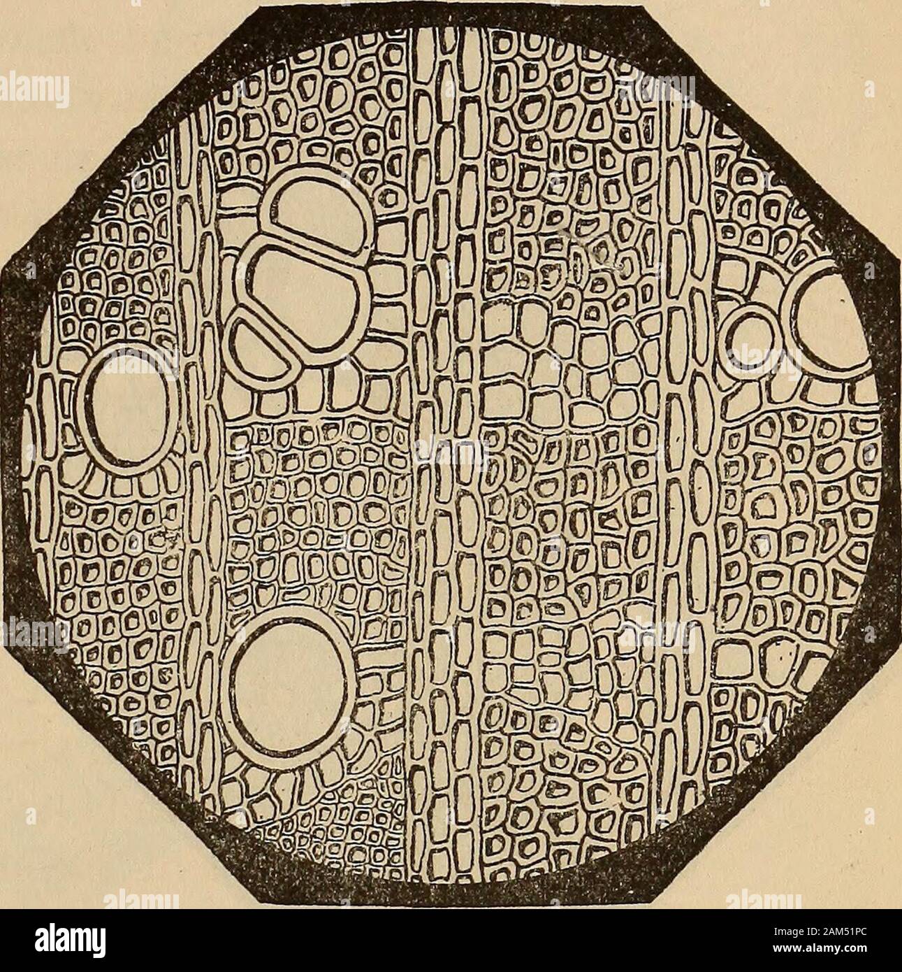 Transverse section xylem hi-res stock photography and images - Alamy