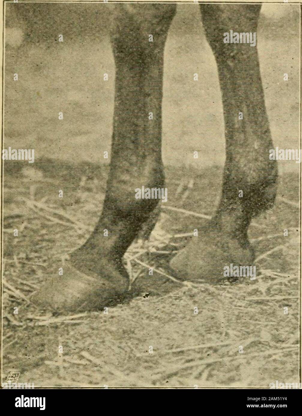 Fetlock injury hi-res stock photography and images - Alamy