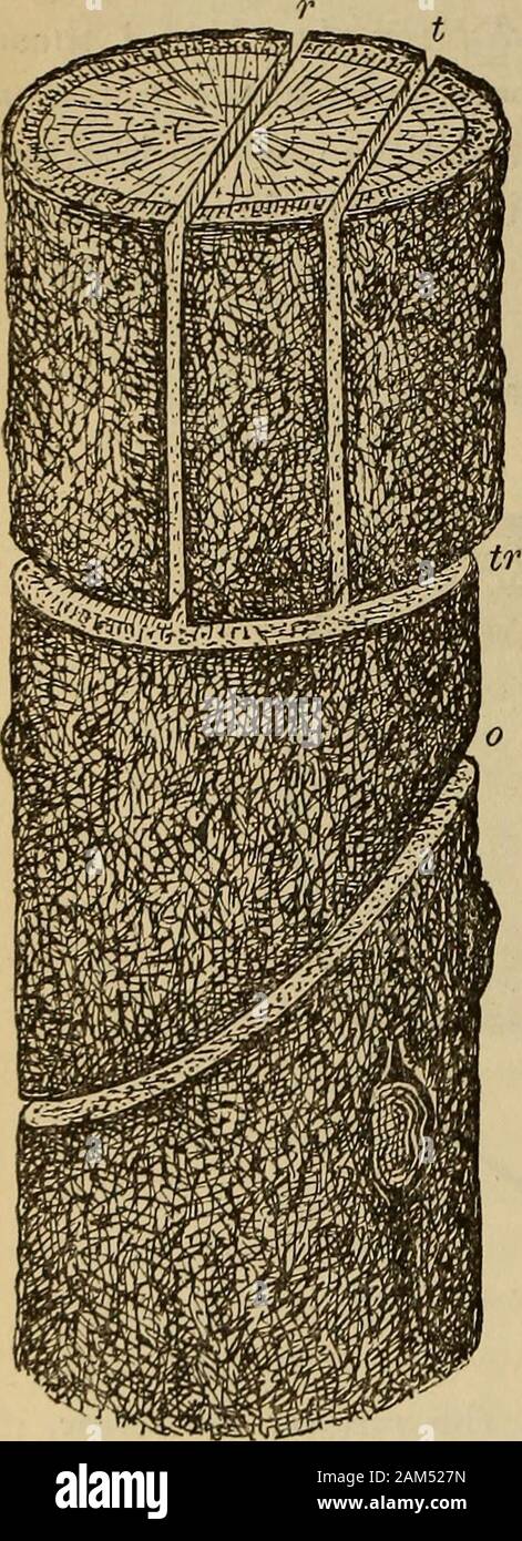 A companion to the United States pharmacopia; . the natureof the ...
