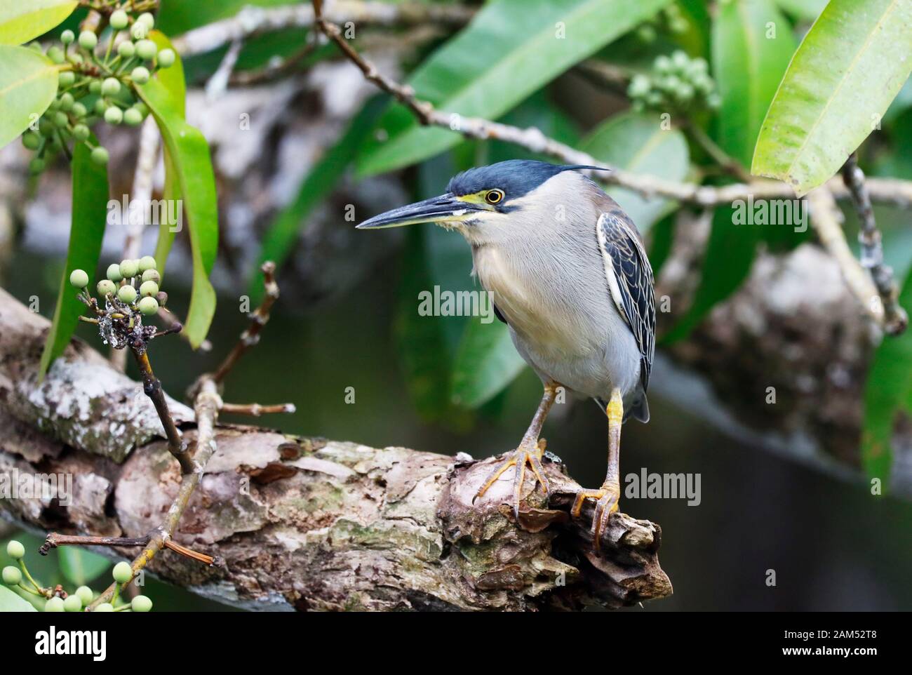 Mangrove Heron (Butorides striata, Butorides striatus), Mauritius ...
