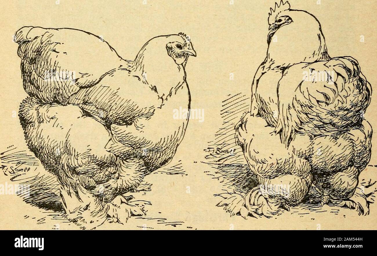 Standard brown hen hi-res stock photography and images - Alamy