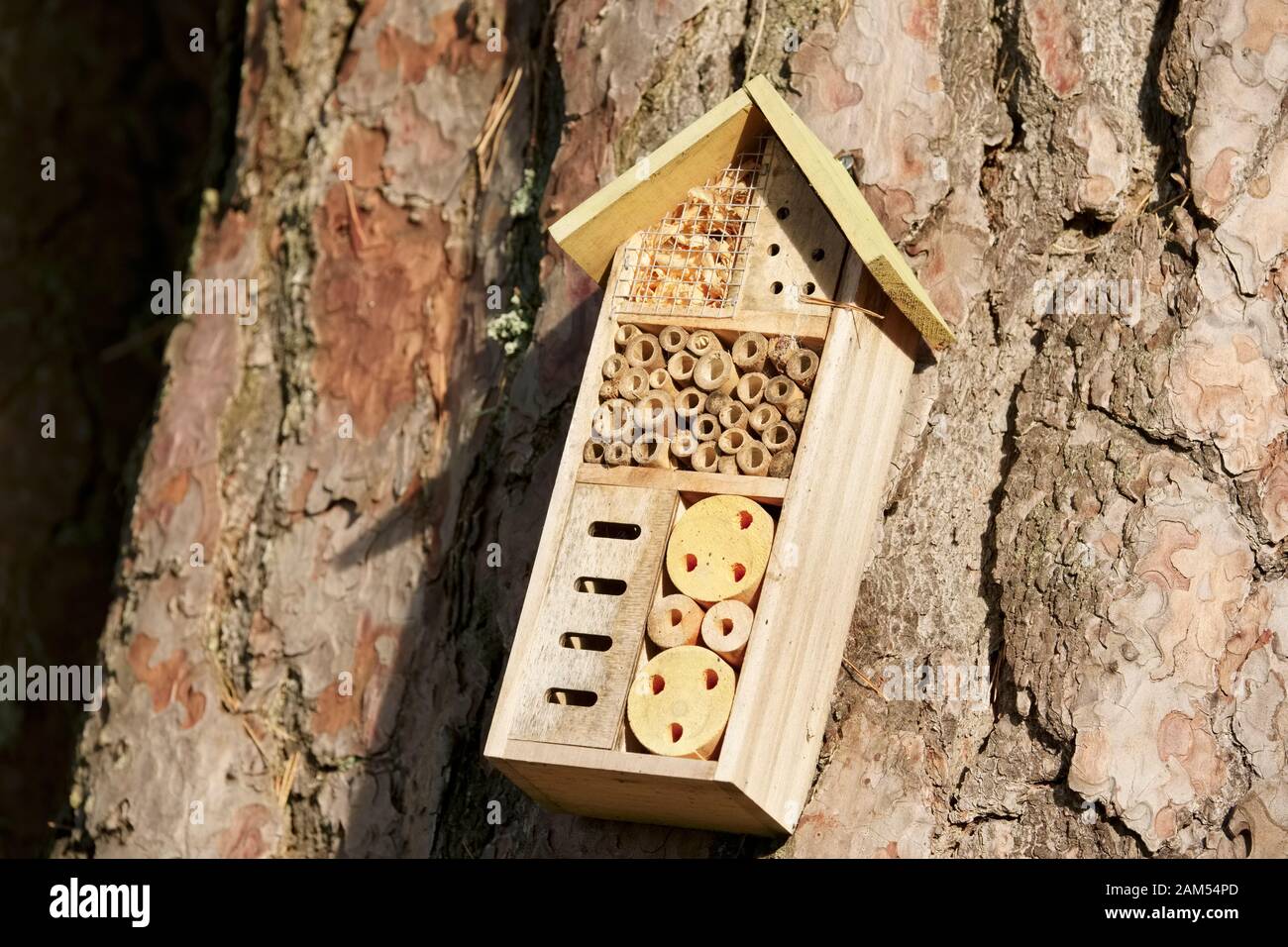 Wasp nest on tree trunk hi-res stock photography and images - Alamy