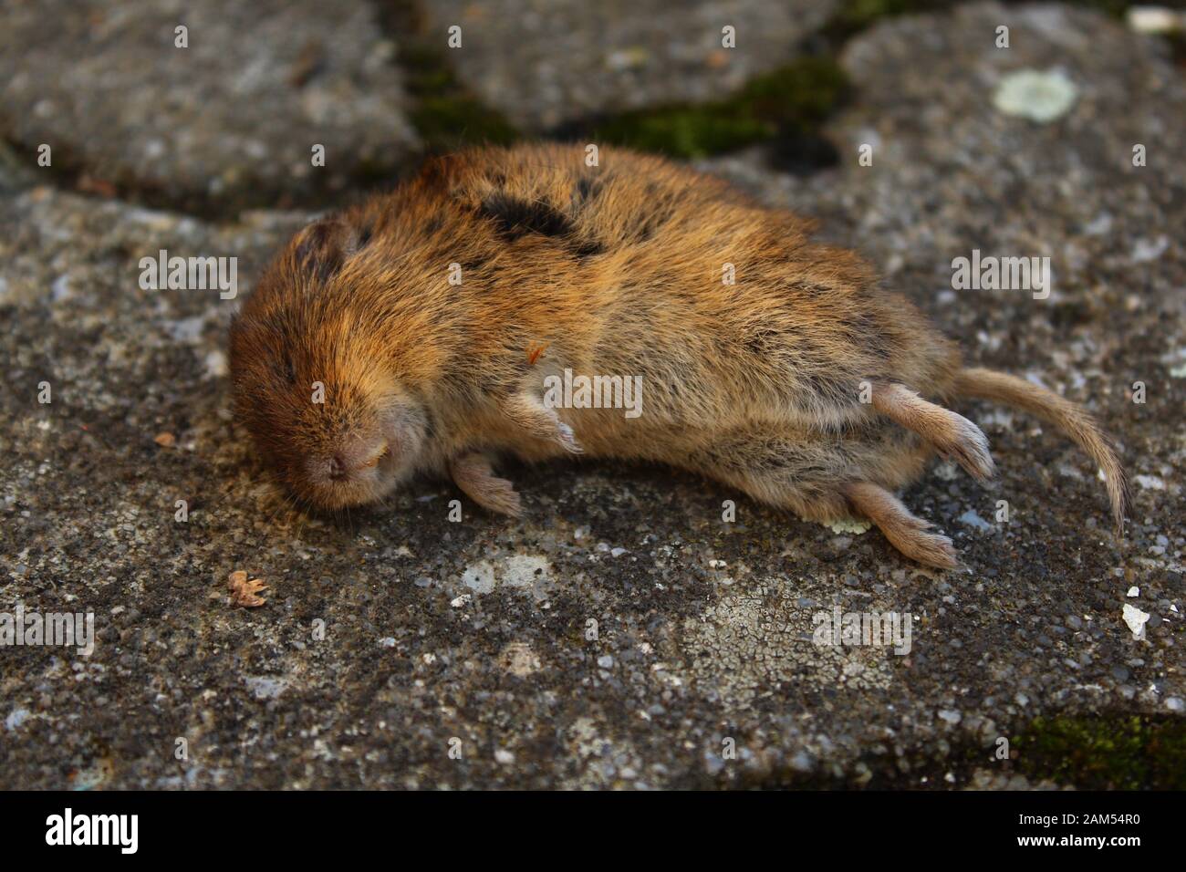With a dead mouse hi-res stock photography and images - Alamy