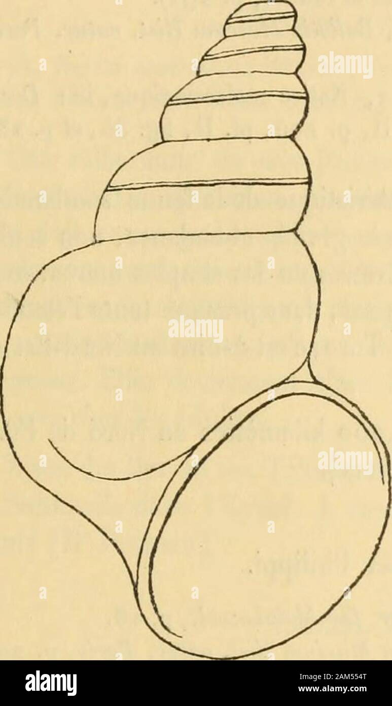 Contributions à la faune malacologique de l'Afrique Equatoriale..1.sér ...