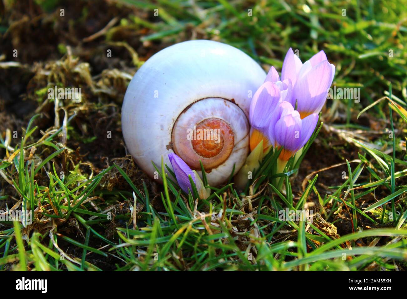 The picture shows crocus and a snail shell Stock Photo - Alamy
