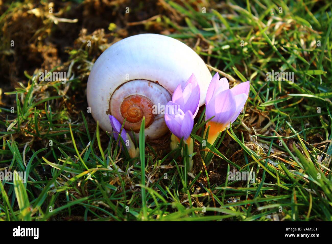 The picture shows crocus and a snail shell Stock Photo - Alamy