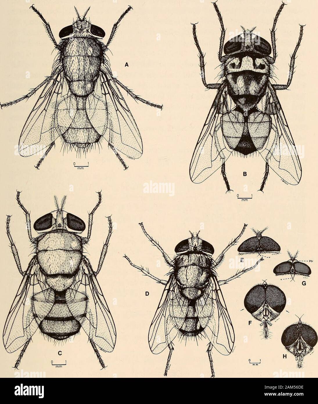 Blow fly larvae hi-res stock photography and images - Alamy