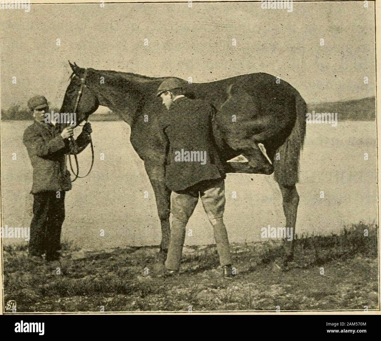 Horse trotted hi-res stock photography and images - Alamy