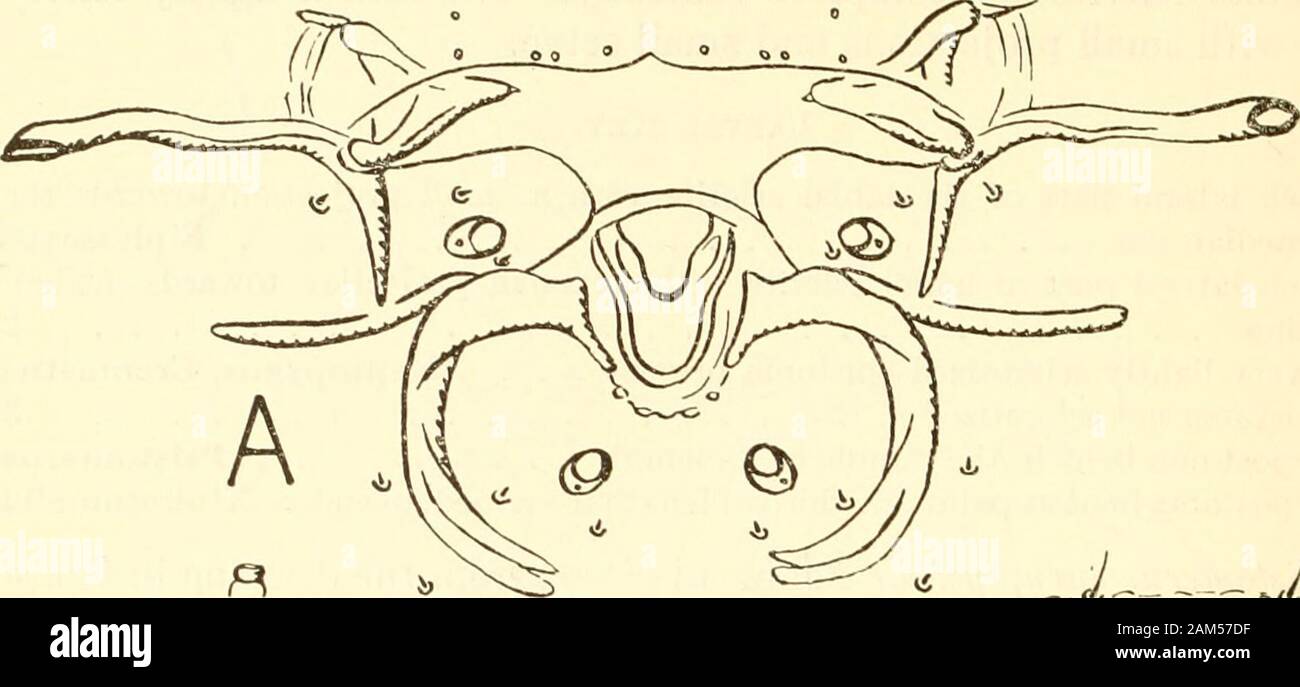 Proceedings of the United States National Museum . on. The following ...
