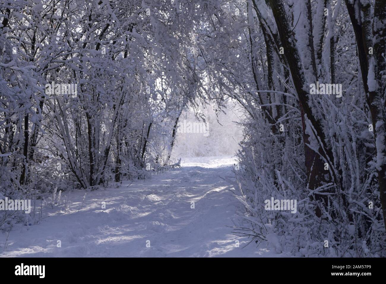 Cold climate forest hi-res stock photography and images - Alamy