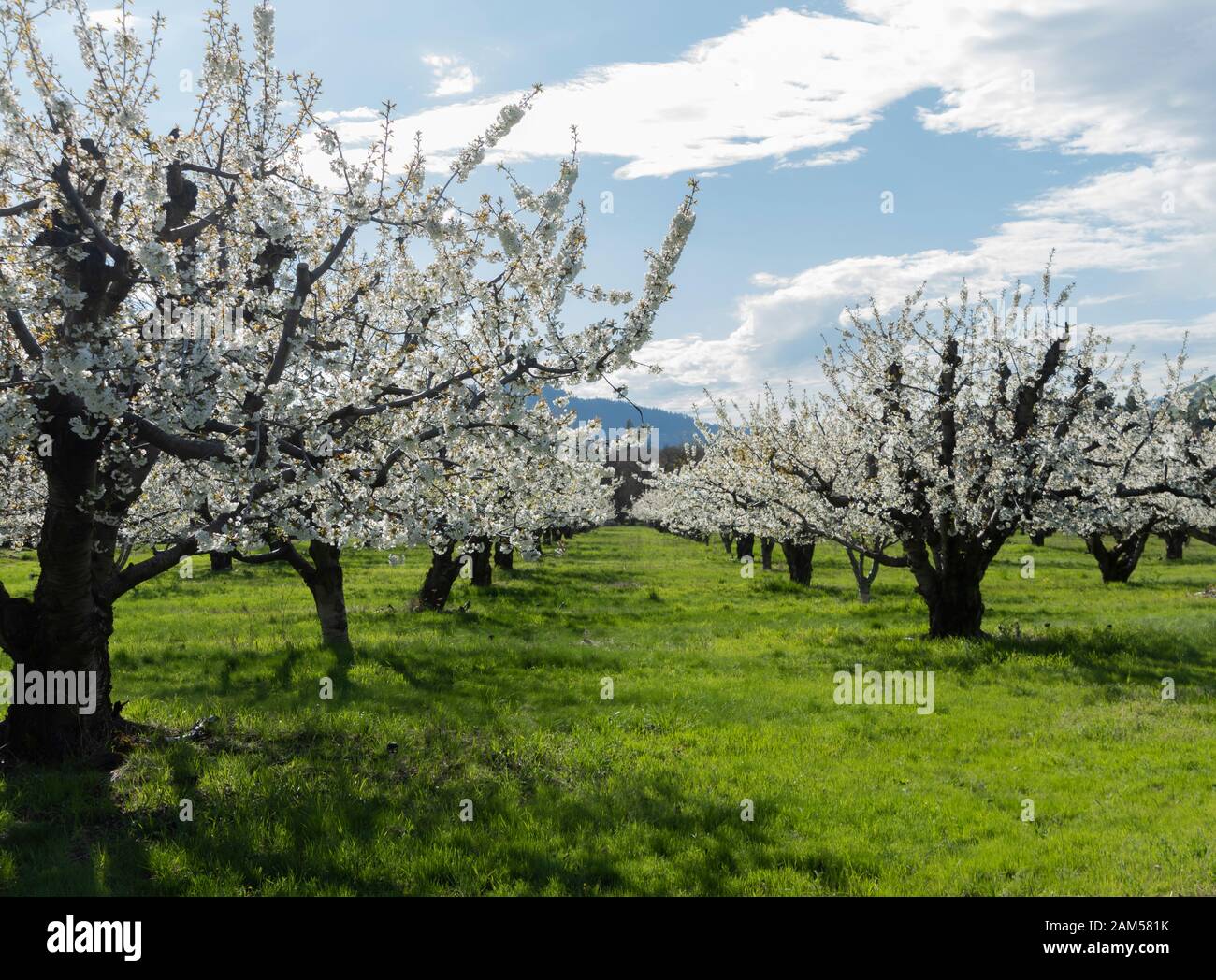 Flowering fruit trees in Mosier, Oregon in the Columbia Gorge Stock ...