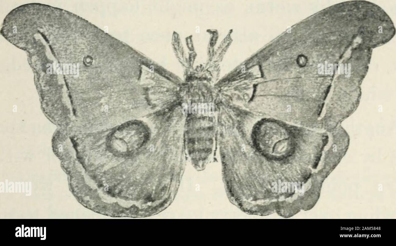 Male silkworm moth hi-res stock photography and images - Alamy