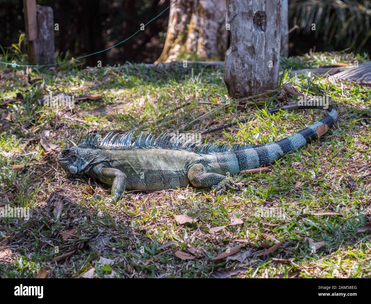 A large, green lizard in the Amazon jungle. Amazonia. Latin America ...
