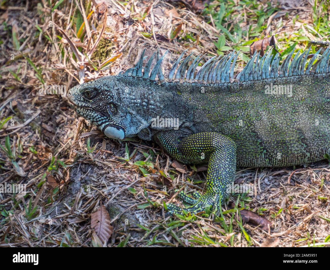 A large, green lizard in the Amazon jungle. Amazonia. Latin America ...