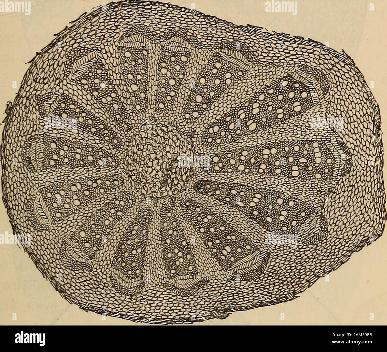 Parenchyma cells plant hi-res stock photography and images - Alamy