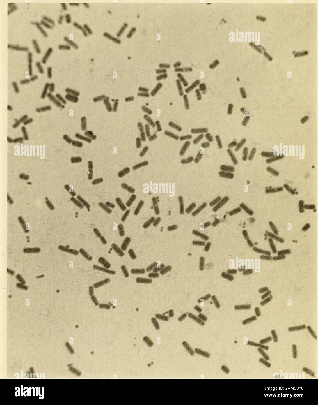 Report on the etiology and prevention of yellow fever . Fig. 3. Fig. H ...