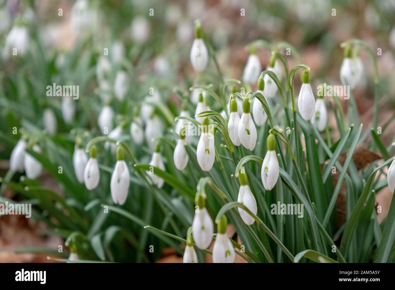 Snowdrops growing in grass hi-res stock photography and images - Alamy