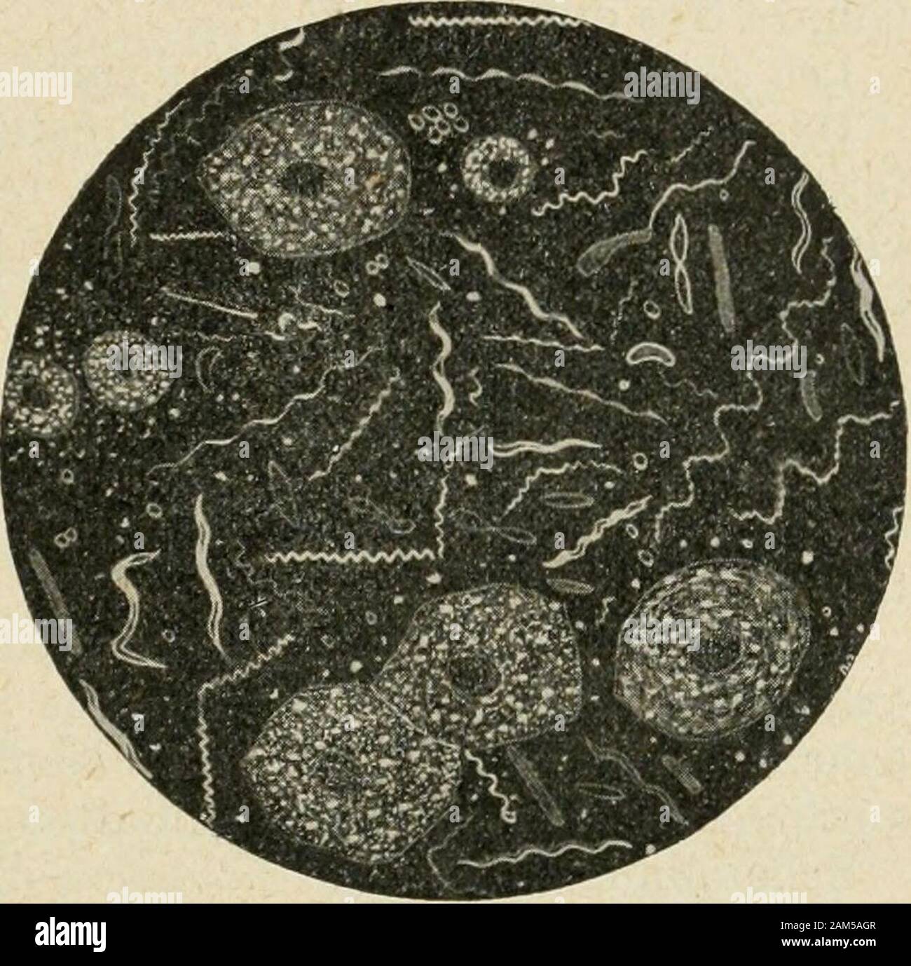 Globules rouges hi-res stock photography and images - Alamy