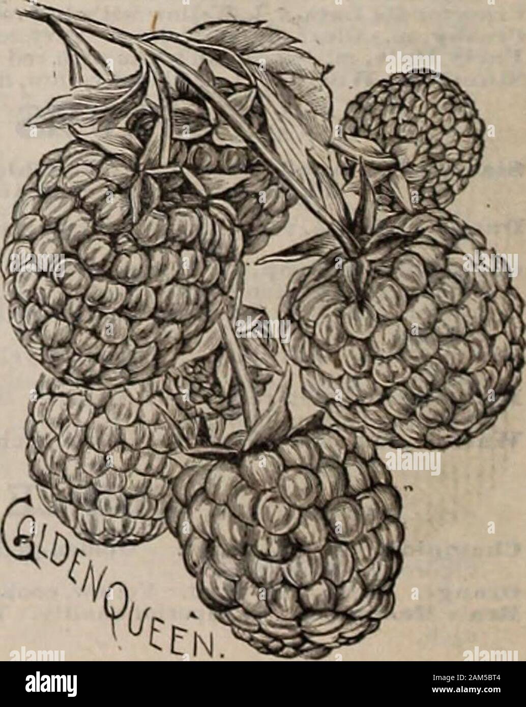 Shaffers colossal raspberry hi-res stock photography and images - Alamy