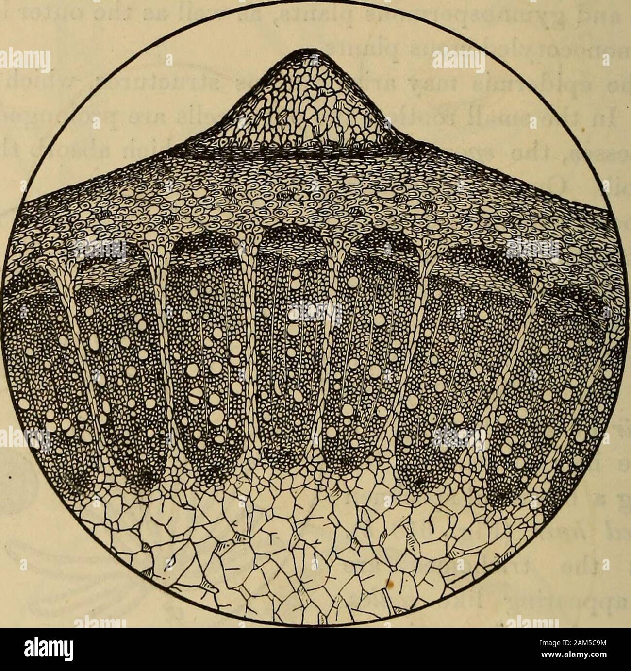 A companion to the United States pharmacopia; . 1084 A COMPANION TO THE ...