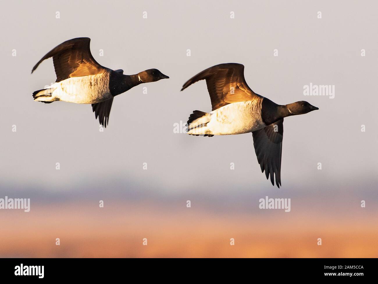 Brant goose flight hi-res stock photography and images - Alamy