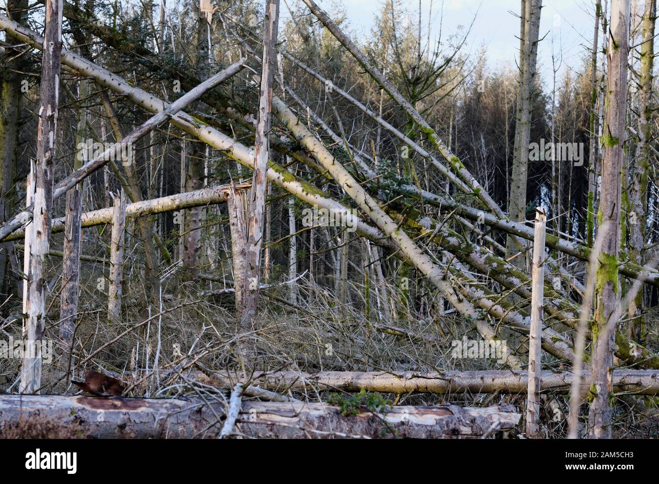 Fallen trees from wind storm hi-res stock photography and images - Alamy