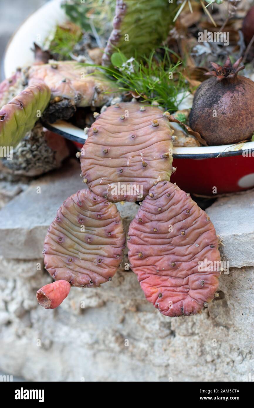 Small strange weird red purple cactus plant Stock Photo - Alamy