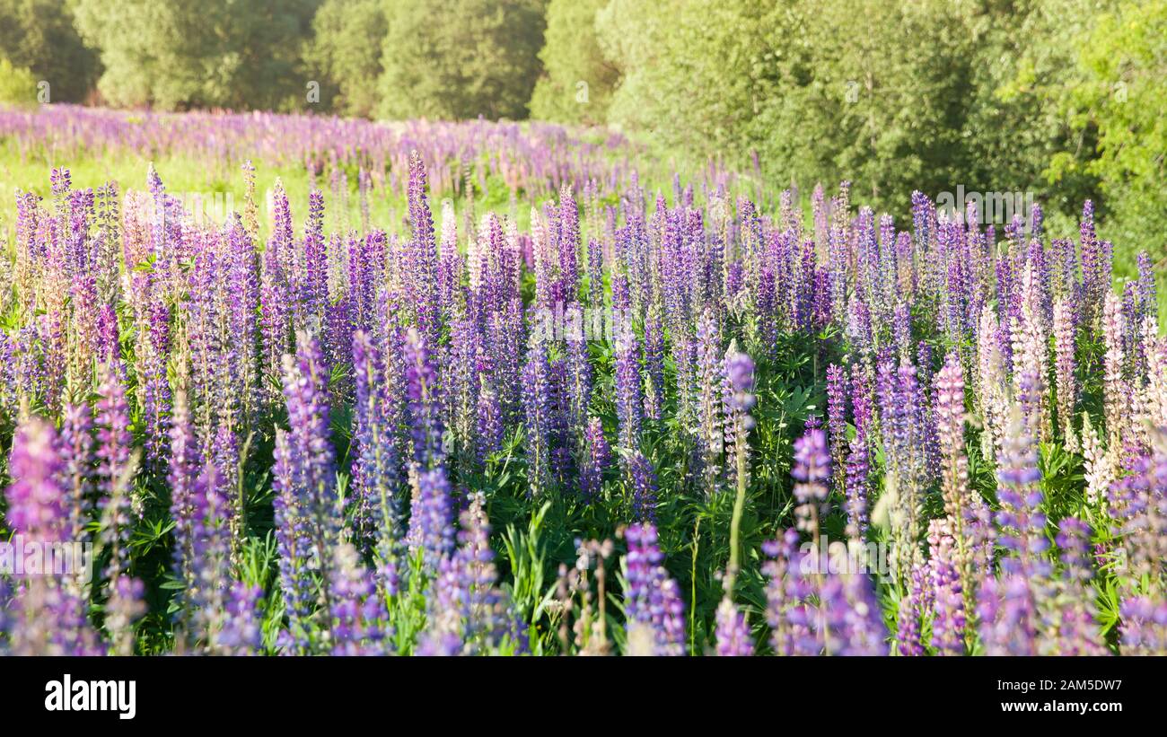 Purple lupin fields hi-res stock photography and images - Alamy