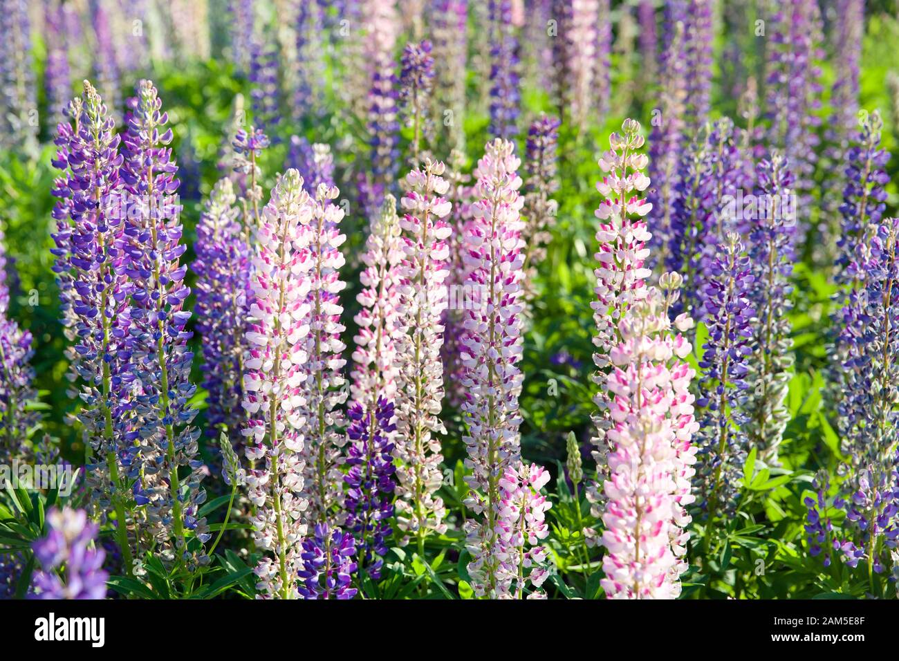 Lupinus field with pink purple and blue flowers in sunny day. A field ...