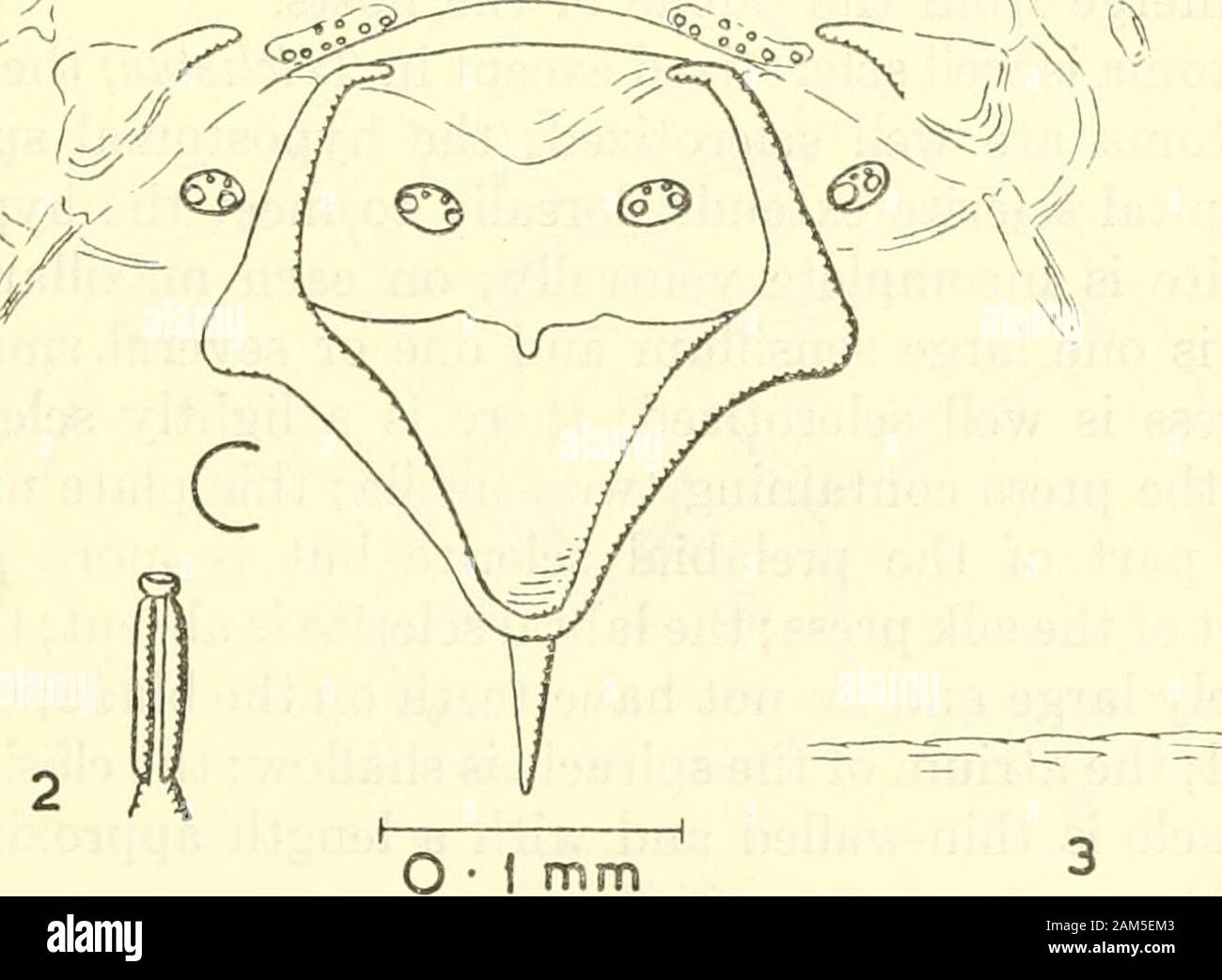 Diplazon hi-res stock photography and images - Alamy