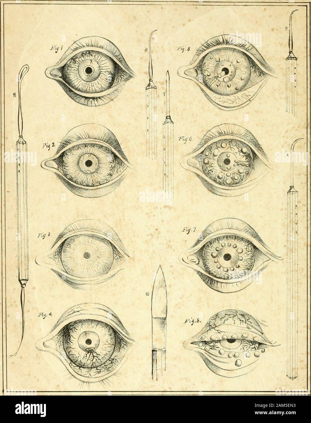 A condensation of matter upon the anatomy, surgical operations and ...