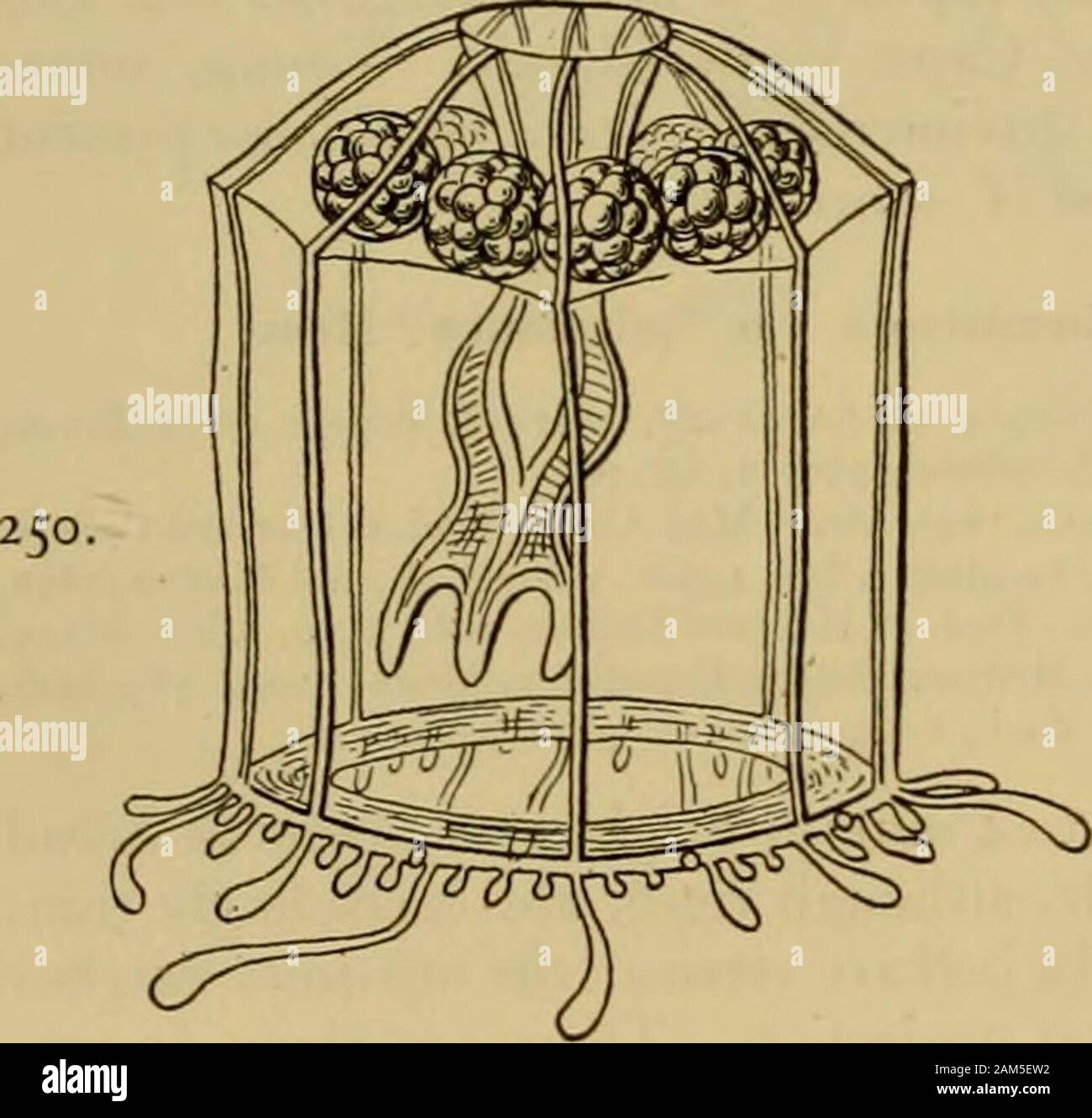 Medusae of the world . through. The larva then becomes an actinula with ...