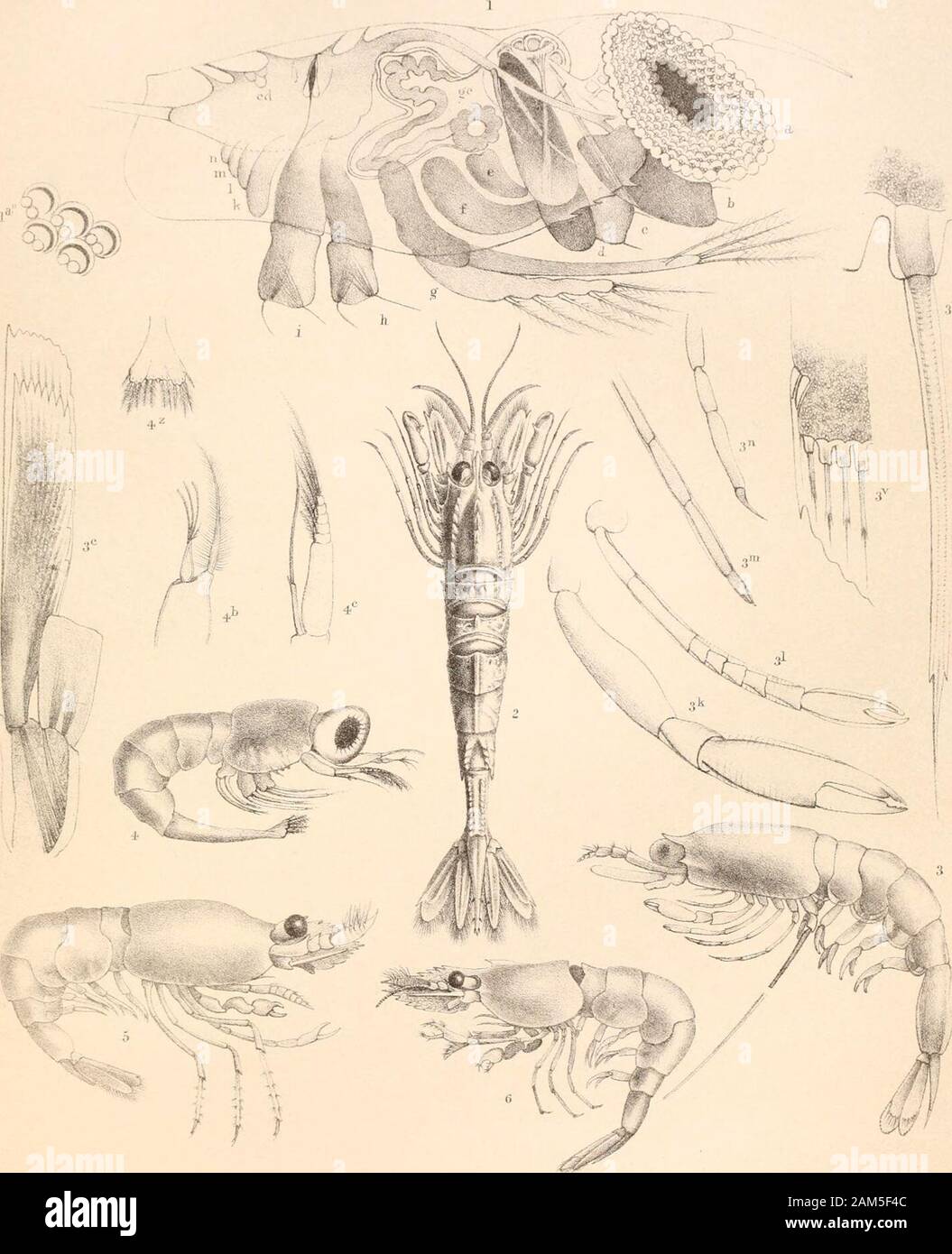 Report on the scientific results of the voyage of H.M.SChallenger ...