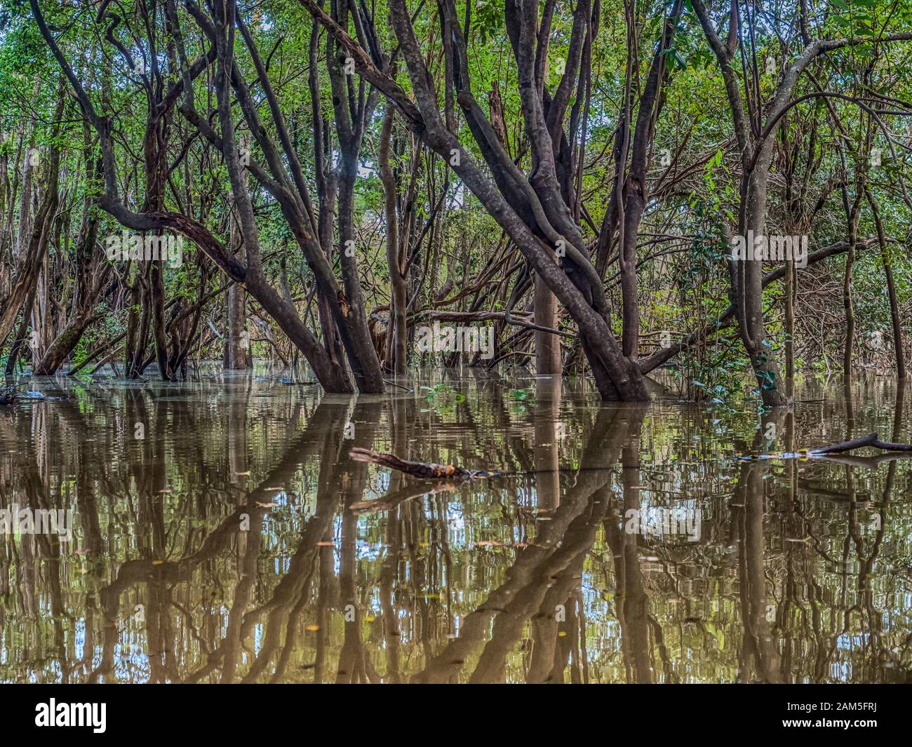 Amazonia. Rain forest near the Javari River, the tributary of the ...