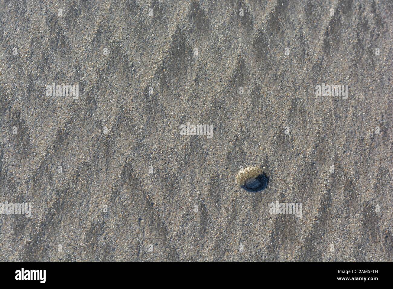 Razor clam hole hi-res stock photography and images - Alamy