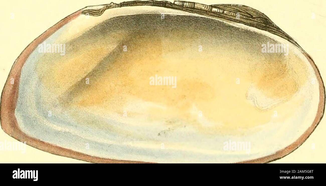 Horse mussel hi-res stock photography and images - Alamy