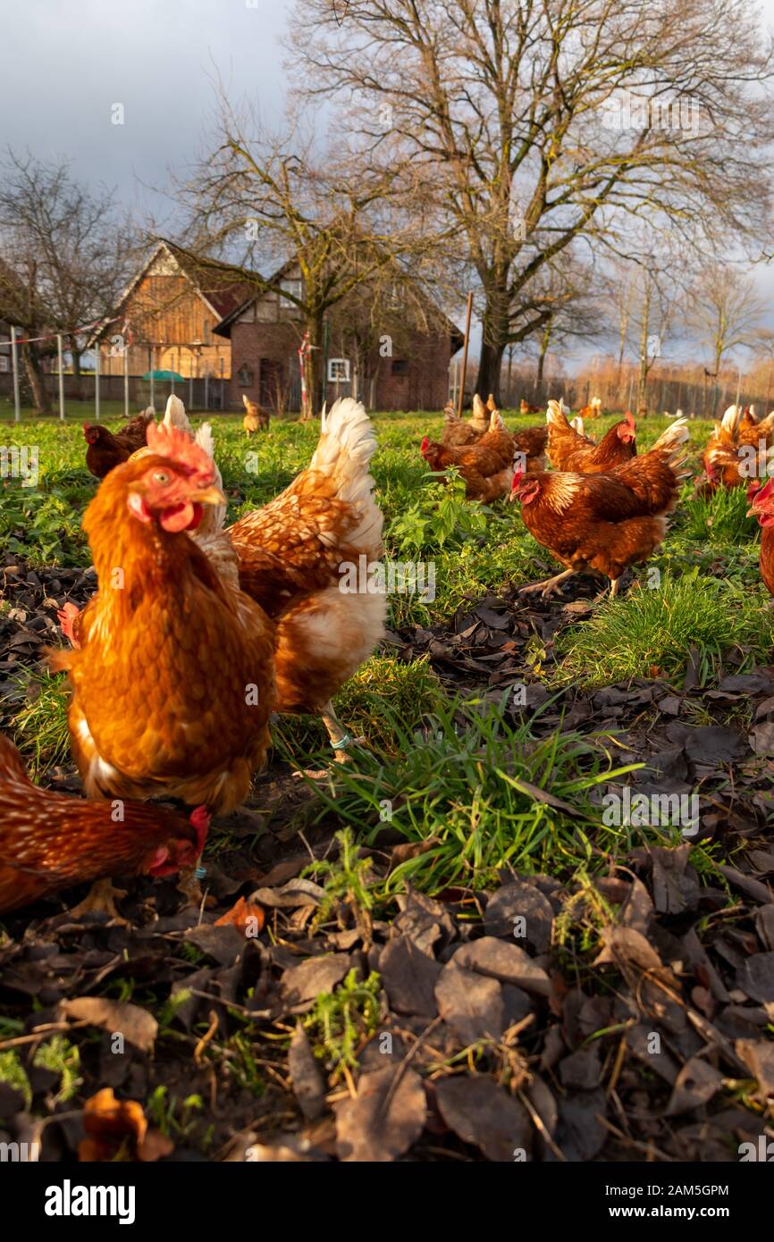 Free range organic chickens poultry in a country farm, germany Stock ...