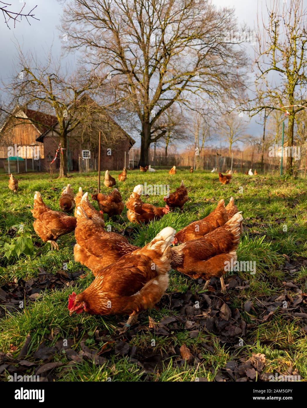 Free range organic chickens poultry in a country farm, germany Stock ...