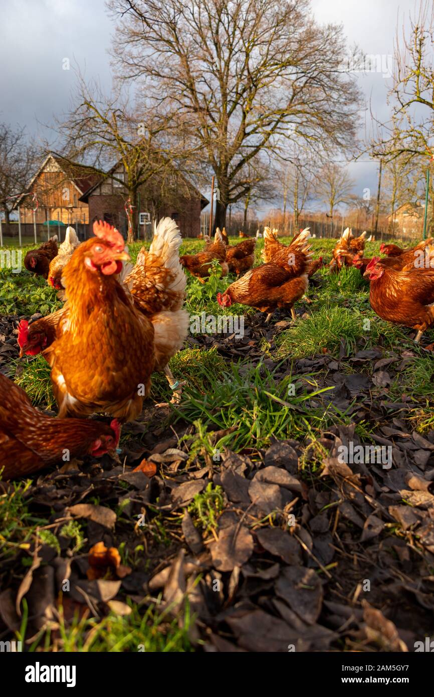 Free range organic chickens poultry in a country farm, germany Stock ...
