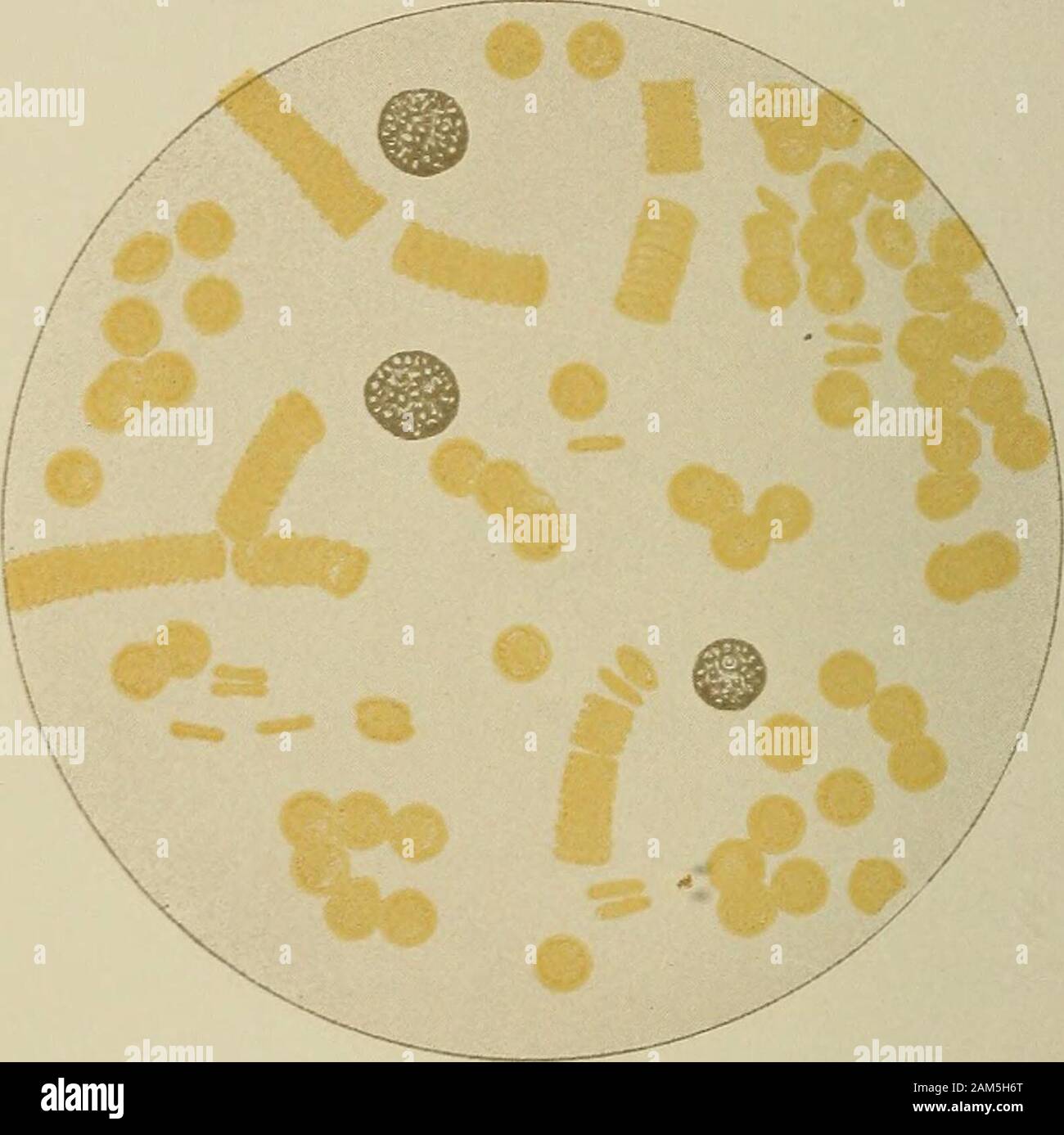 Carbamic acid hi-res stock photography and images - Alamy