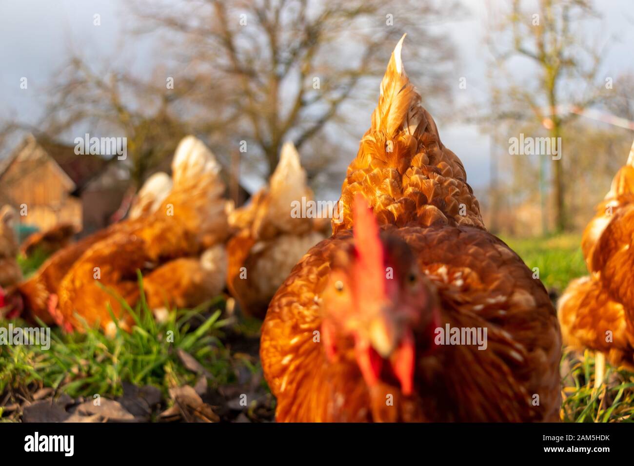 Free range organic chickens poultry in a country farm, germany Stock ...