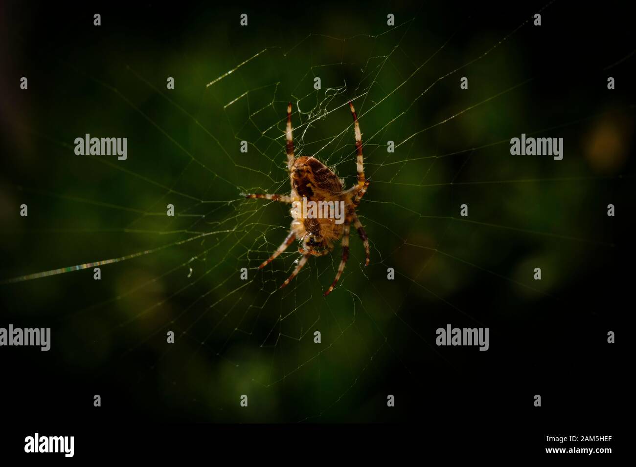 Spinneret hi-res stock photography and images - Alamy
