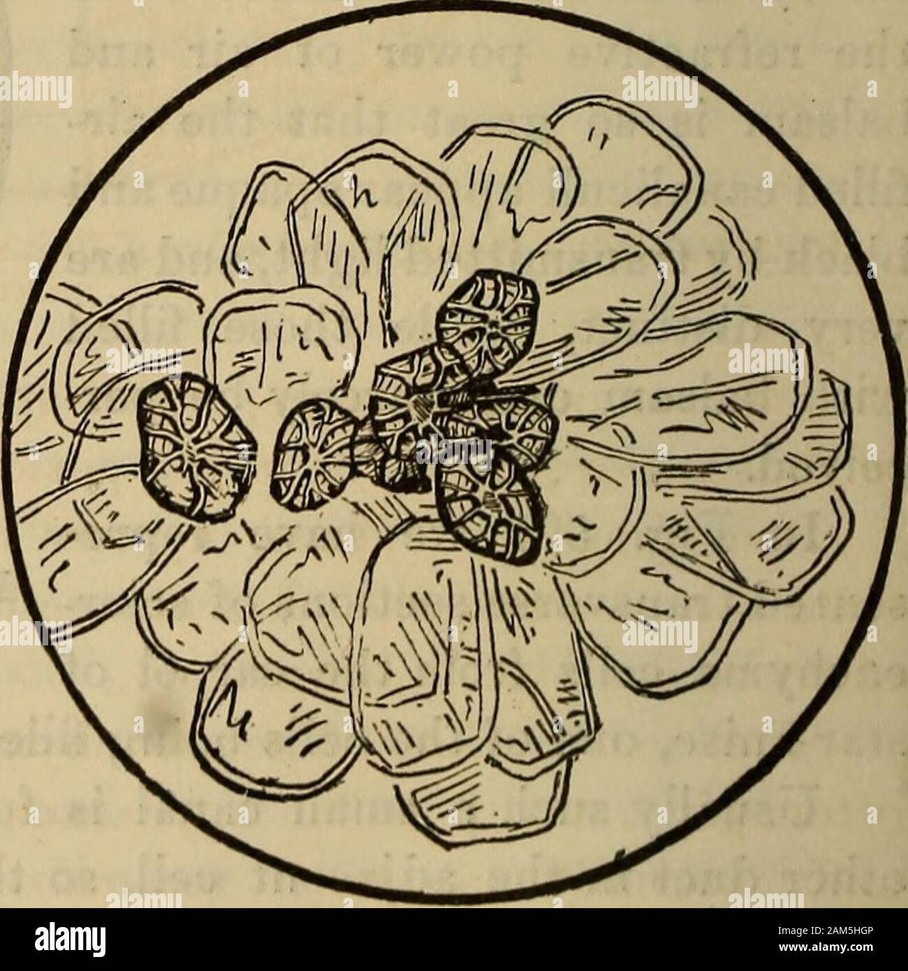 Annular plant hi-res stock photography and images - Alamy