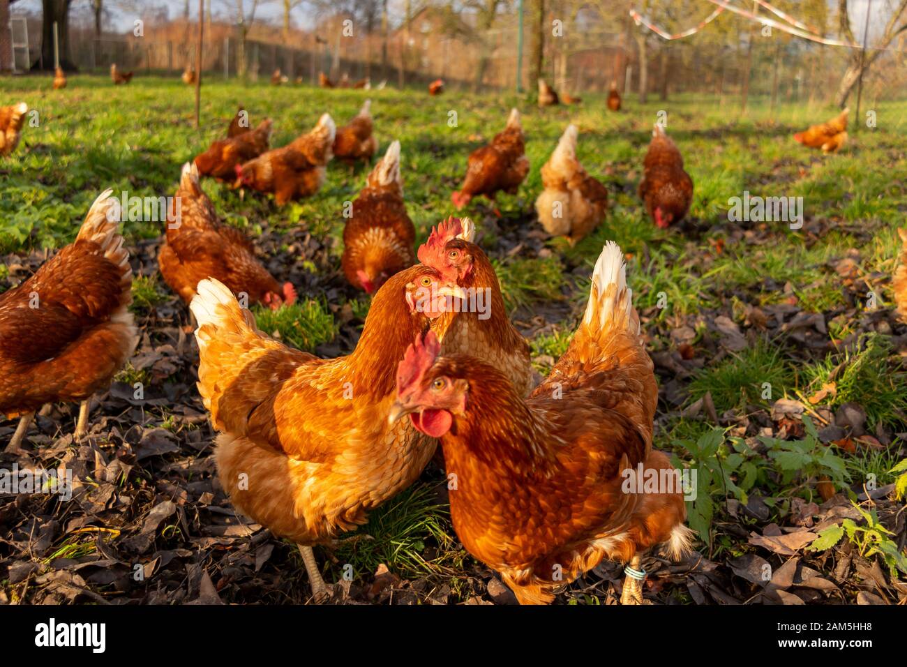 Free range organic chickens poultry in a country farm, germany Stock ...