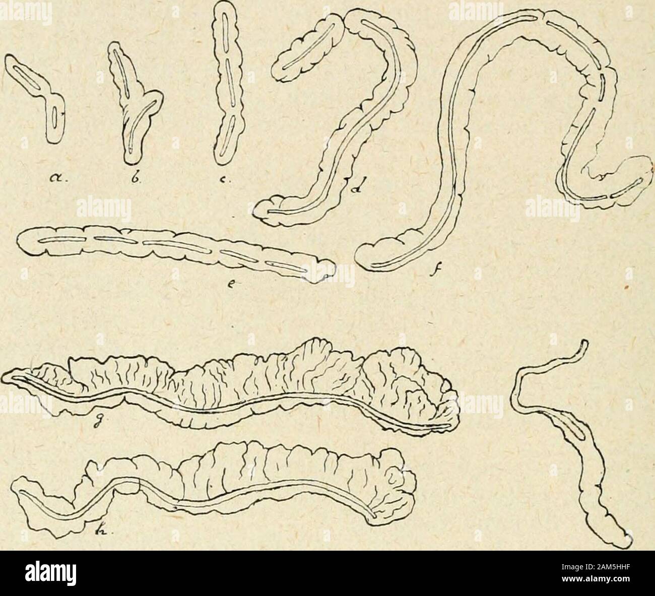 Percy frankland hi-res stock photography and images - Alamy